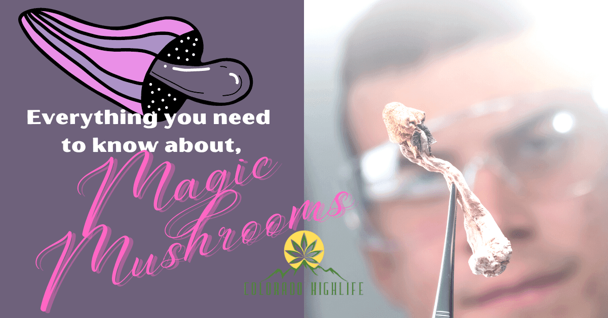 Psilocybin and Magic Mushrooms: Everything You Need to Know ⋆ Colorado ...